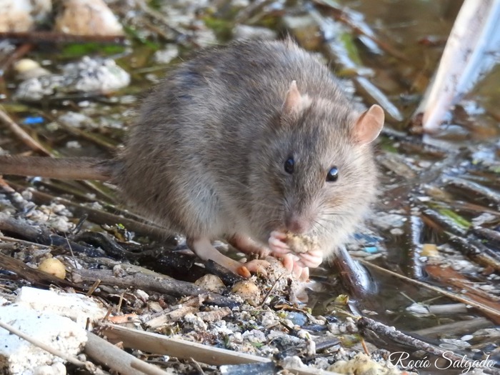 Rata gris :: faunayfloraparquedelprincipe