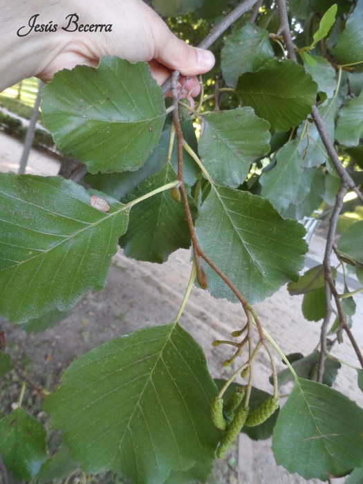 Aliso común :: faunayfloraparquedelprincipe